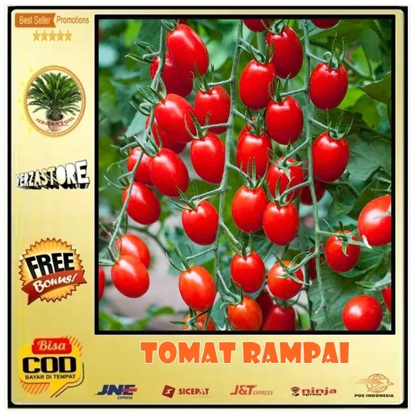 biji benih buah tomat rampai super / 25 biji | Lazada Indonesia