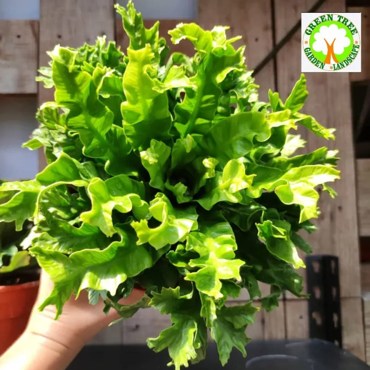 INDOOR PLANT - Asplenium Leslie (Bird Nest Fern) P150 鳥巢蕨 for HOME ...