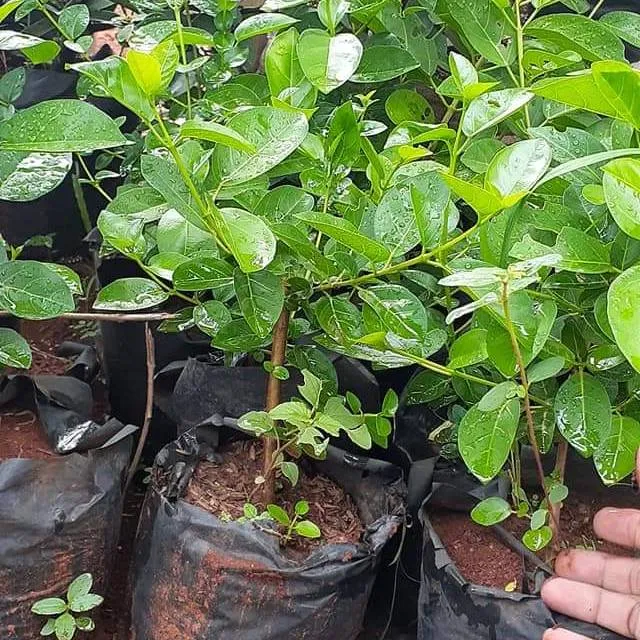 Sancang bakalan bonsai sancang farigata sancang hijau | Lazada Indonesia