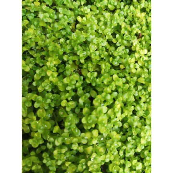Monte Carlo Dwarf Hair Grass Pearlweed CARPET aquatic plant Tripartita ...
