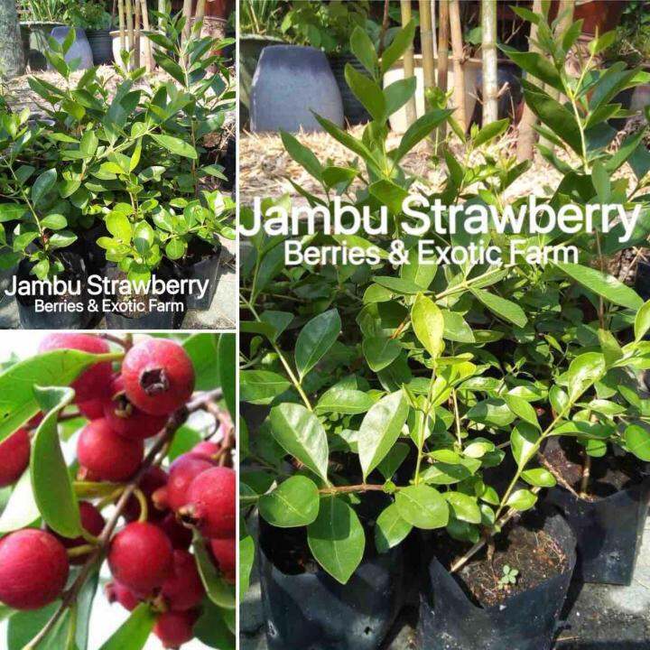 Anak Pokok Jambu Strawberry | Lazada