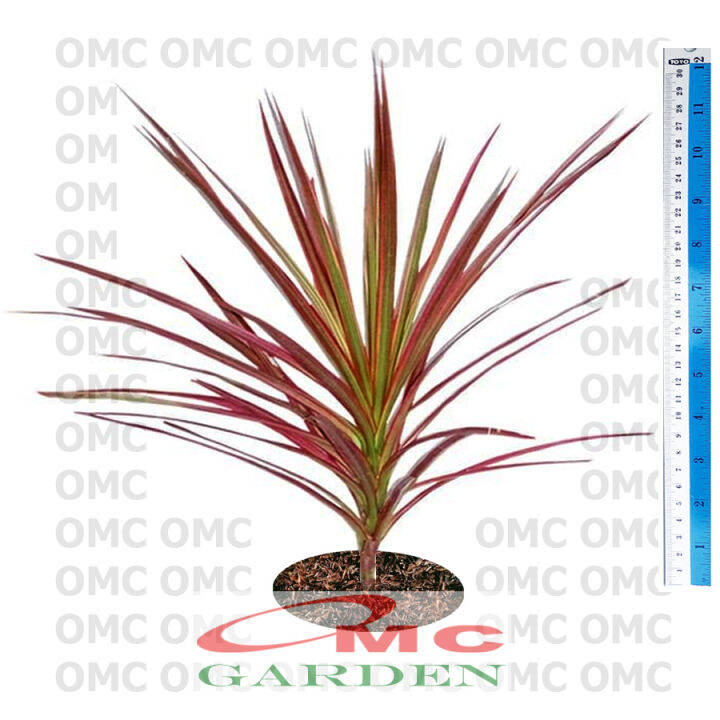 Tanaman Hias Dracaena Marginata Dragon Tree Tricolor Tri Color Merah ...