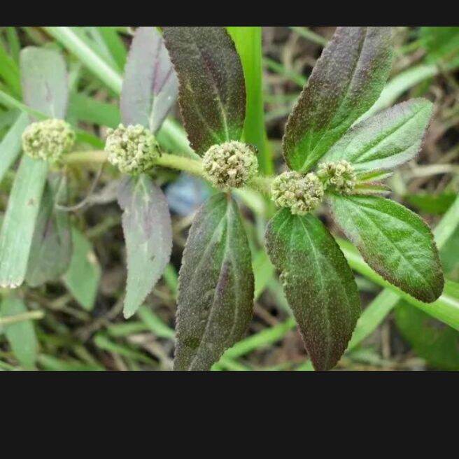 tanaman herbal daun patikan kebo 200 gram | Lazada Indonesia