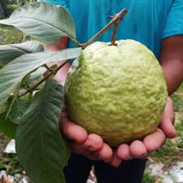 Anak Pokok Jambu Batu Lo Han/LoHan (GU16) | Lazada