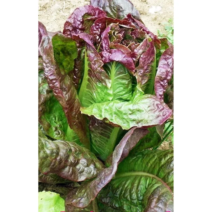20 Benih Selada Red Romaine Merah Bibit Sayuran Lettuce Romaine Sayur Kaya Gizi Known You Seed ...