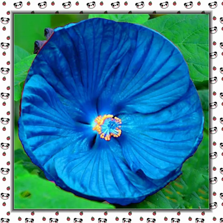 50 Seeds (buy 2 get 1 free) Bag Hibiscusflower Moscheutos Bonsai Giant ...