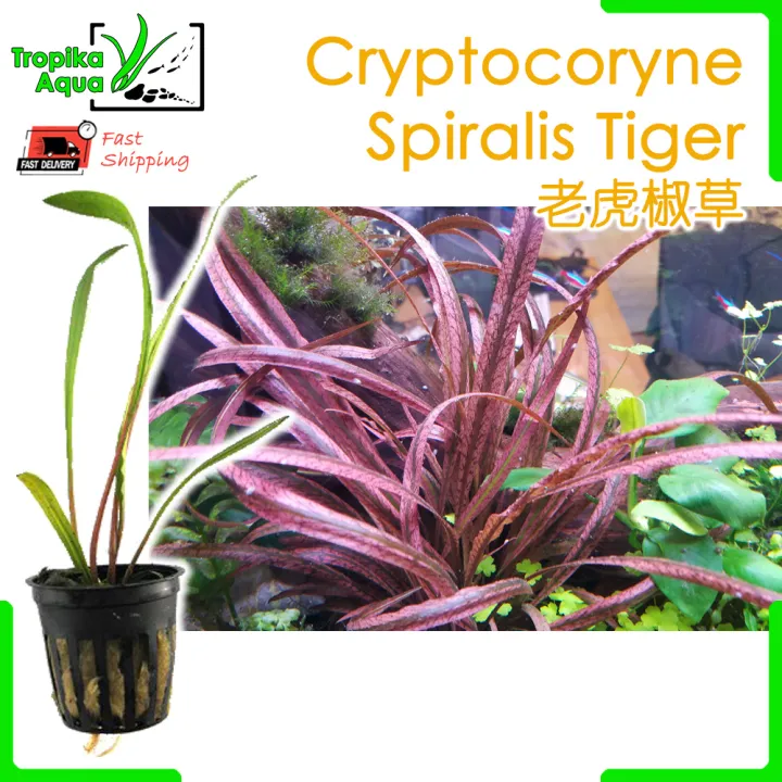 Cryptocoryne Spiralis Tiger 老虎椒草 (crypt) - aquarium aqua plant fish ...