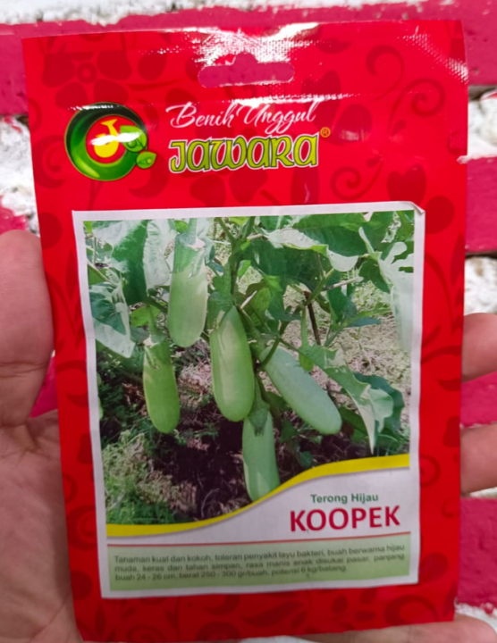 10 Gram Benih Sayuran Terong Hijau KOOPEK Jumbo Cap Jawara | Lazada ...