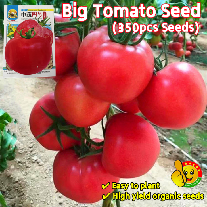 100% Original Big Tomato Seeds for Sale (350pcs Seeds) Biji Benih ...