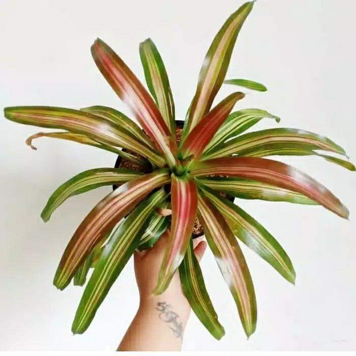 Bromelia - Tanaman Bromel - Tanaman Bromelia 3 warna - bromelia three ...
