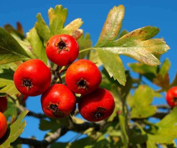RARE graines d' AZEROLIER(Crataegus Azarolus)H369 RED AZAROLE HAWTHORN ...
