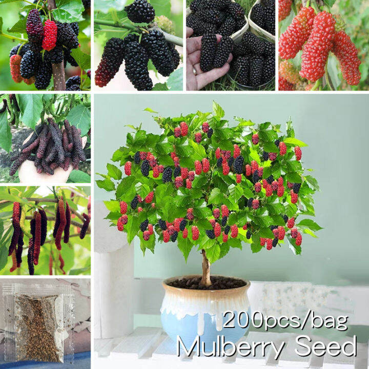 100% Original Rare Mulberry Seeds Bonsai Tree Seeds for Planting (200 ...