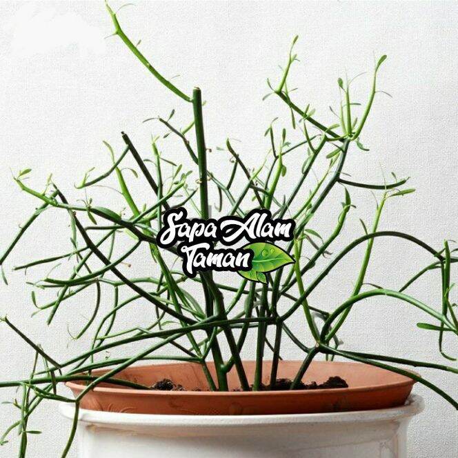 kayu urip patah tulang - tanaman hias patah tulang | Lazada Indonesia