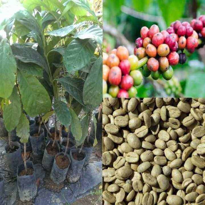10pcs Coffea Seeds Coffee Tree Seeds Plant Seed Edible Refreshing ...