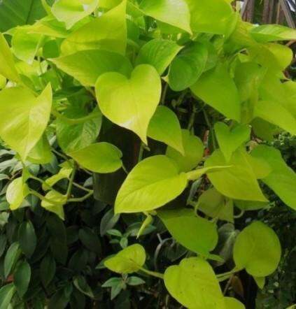 tanaman hidup sirih kuning atau sirih gading kuning tanaman penyerap ...