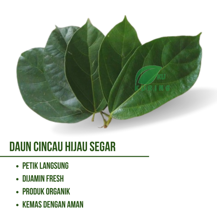 TERMURAH DAUN CINCAU HIJAU SEGAR 1KG - PETIK LANGSUNG DIJAMIN FRESH ...