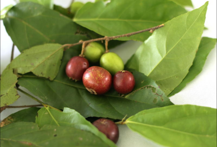 NEW ITEM ALERT! Anak Pokok Buah Kerkuk Mega BUAH BESAR SUDAH BERBUAH ...