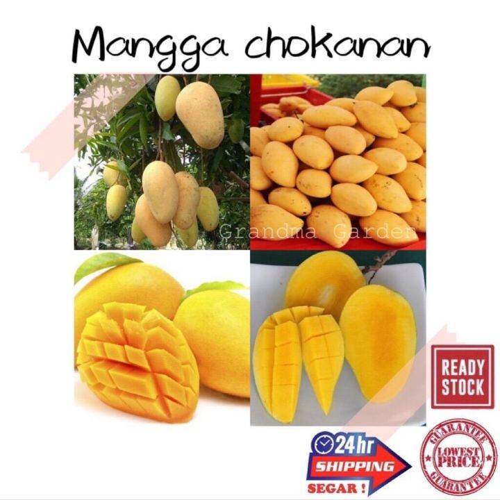 (GG real plant) anak pokok mangga chokanan ^ cepat berbuah hybrid ...