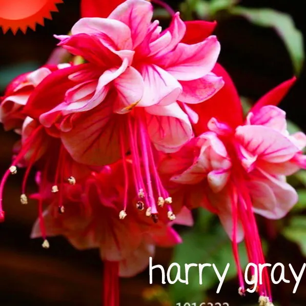 fuchsia harry gray grey dancing lady china lantern flower seeds | Lazada PH