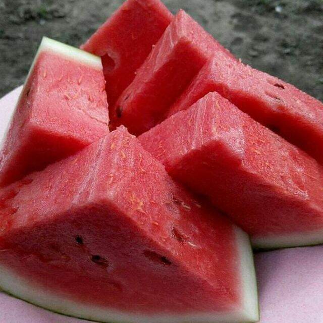 Benih Tembikai Merah seeds (not live plants) Benih Sayur Veggie Seed ...