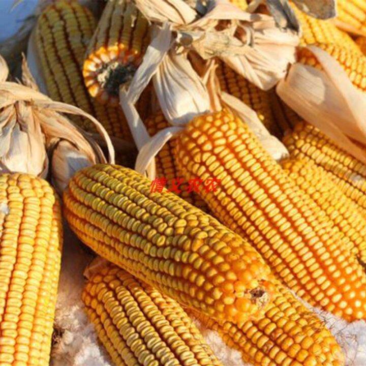 Corn Feed Farm Dry Corn Corn Seed Corn Rice Grain 100 | Lazada PH