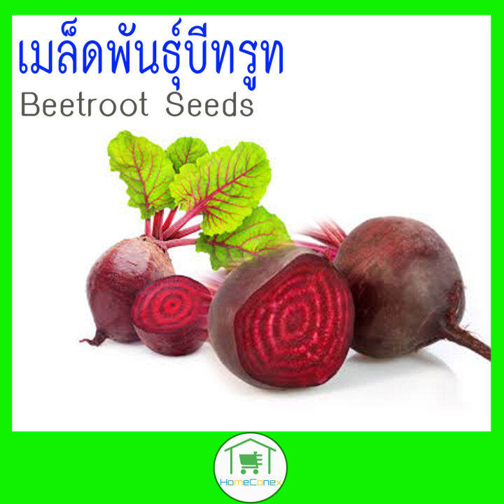 เมล็ดพันธุ์บีทรูท BeetRoot Seeds พร้อมส่ง เก็บเงินปลายทาง | Lazada.co.th