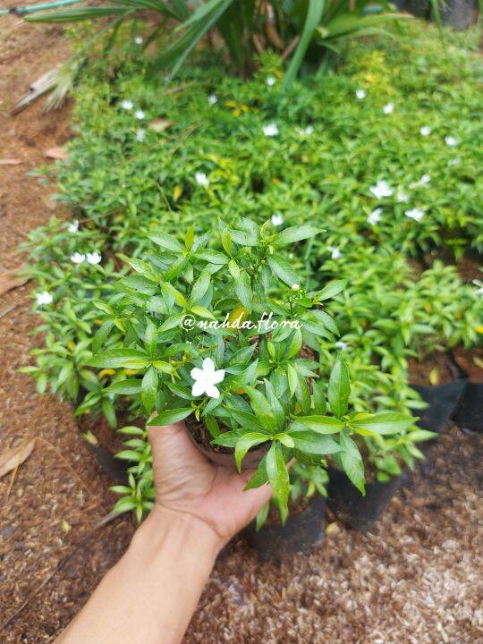 Tanaman Hias Saberna Mini Hijau - Bibit Pohon Rombusa Mini Bunga Putih ...