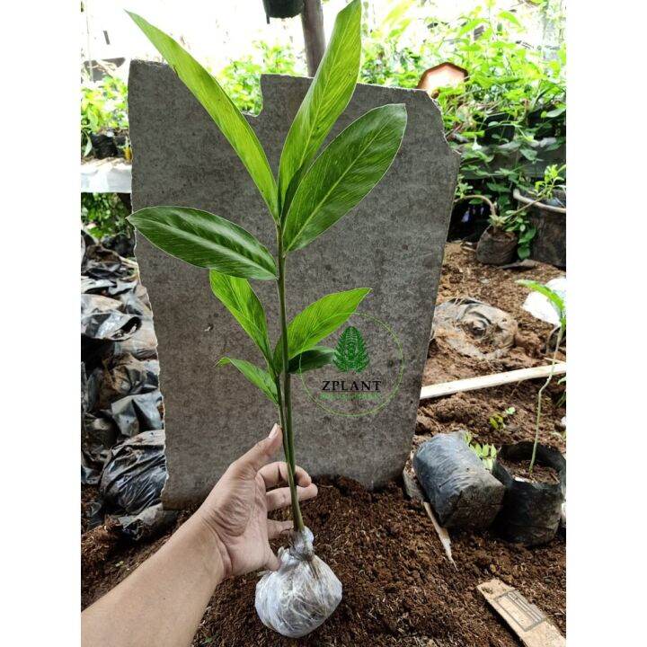 bibit tanaman laja (lengkuas)-pohon umbi | Lazada Indonesia