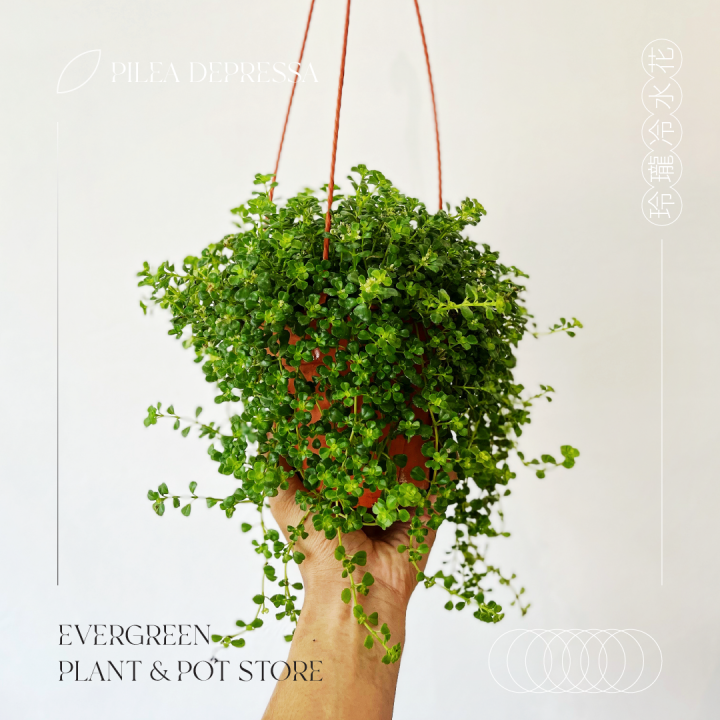 【Trailing Plant】Pilea Depressa (Baby’s Tears) 玲珑冷水花/婴儿眼泪 // EVERGREEN ...