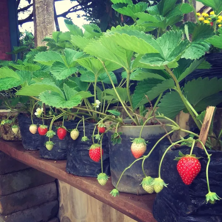 PROMOSI bibit pohon stroberi jumbo 4 pohon | Lazada Indonesia