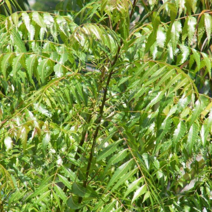 Pokok Semambu/Neem/Mambu | Lazada