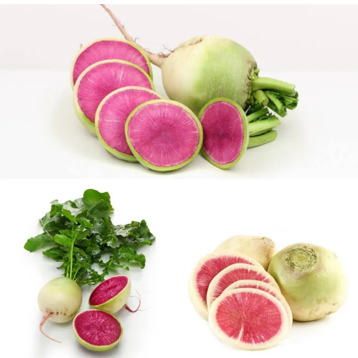 binhi pantanim 5 seeds labanos round radish watermelon variety outdoor ...
