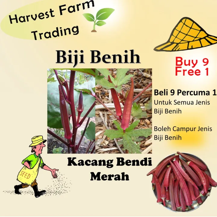 25Pcs +-Benih Bendi Merah 15pcs/Red Okra / 红羊角豆种子 benih bendi merah red ...