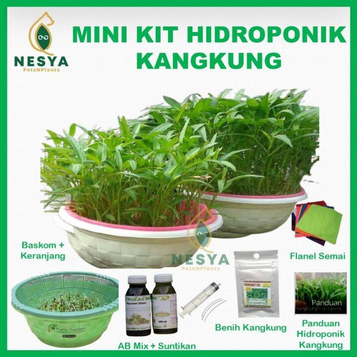 Mini Kit Kangkung Hidroponik Paket Hidroponik Kangkung Lengkap | Lazada ...