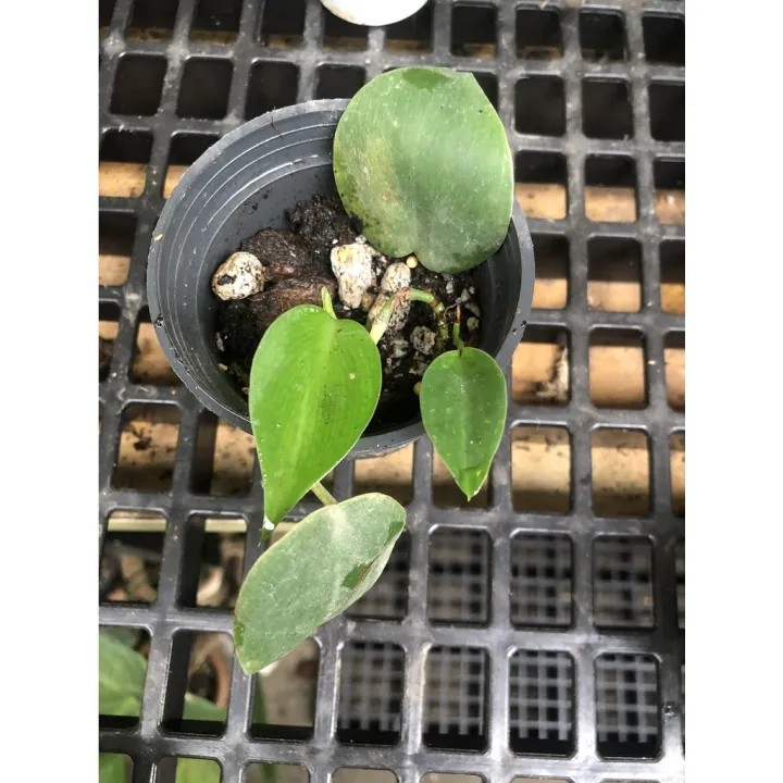 philodendron hederaceum heart leaf heartleaf neon lemon lime green ...