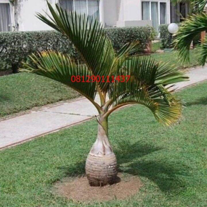 ( BISA COD ) Tanaman Hias Palem Botol - Pohon Palem Botol / Tanaman ...