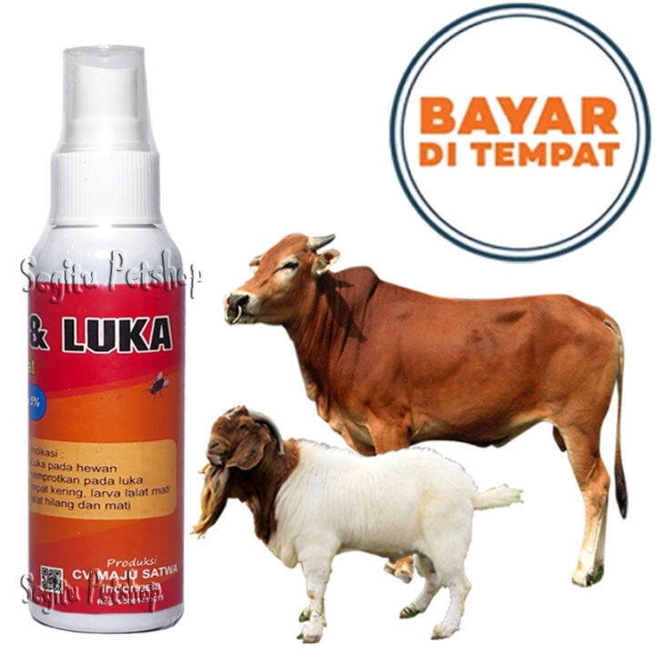Obat Koreng Sapi Kambing Domba Anti Infeksi Luka Dan Lalat Spray ...
