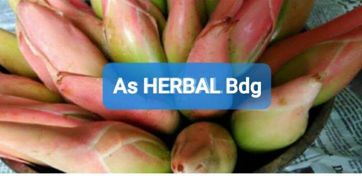 Bunga kecombrang bunga honje segar 1 kg | Lazada Indonesia