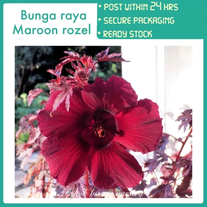 PBN - bunga raya maroon rozel - anak pokok bunga nursery false maple ...