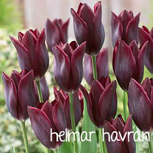 helmar havran tulip flower seeds assorted colors rare variety | Lazada PH