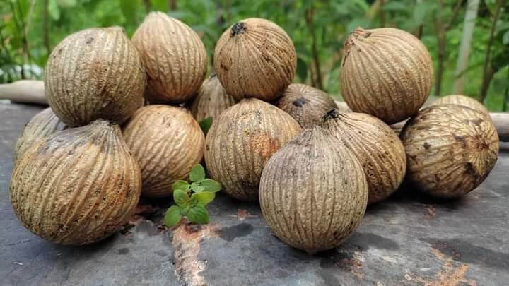 BUAH KULIM SEGAR Grade A | Lazada