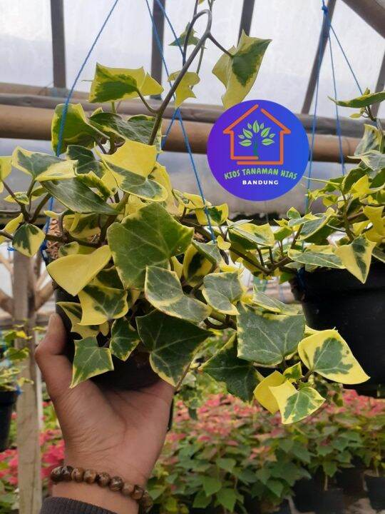COD Tanaman hias hidup rambat english ivy daun varigata kualitas 1 ...