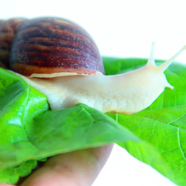 SF Express airlifted white jade snail living pet students scientific ...