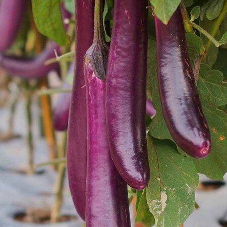 FAMILIFE (50 seeds) Long Talong Eggplant Vegetable Seeds/Purple Big ...