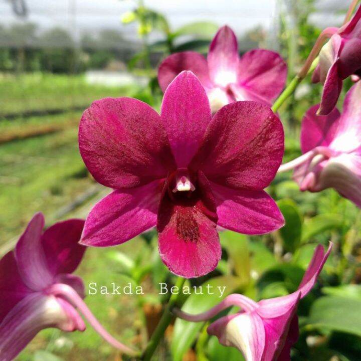 Dendrobium sakda beauty - anggrek dendro | Lazada Indonesia