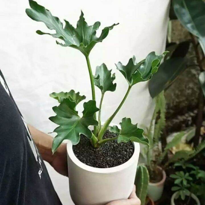 Tanaman Hias monstera jari/ philodendron jari/ tanaman indor/ tanaman ...
