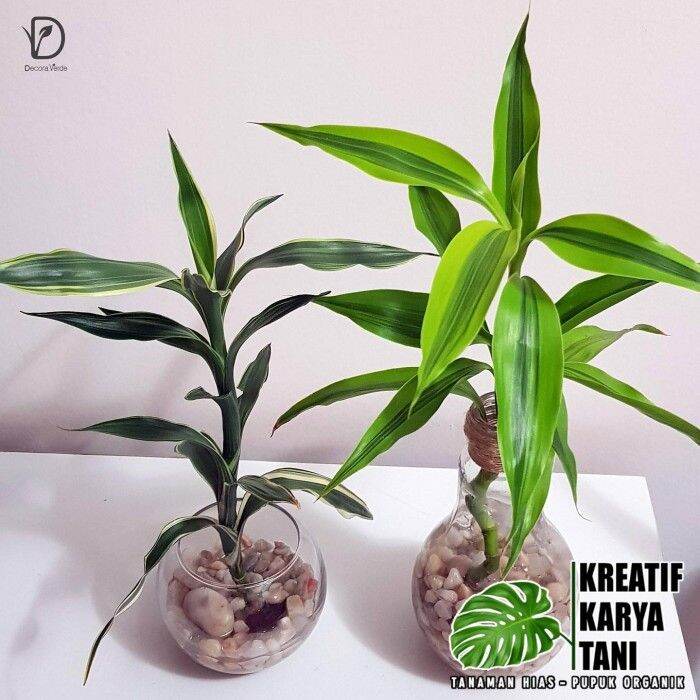 Paket 2 tanaman bambu hoki tanaman hidup di air | Lazada Indonesia