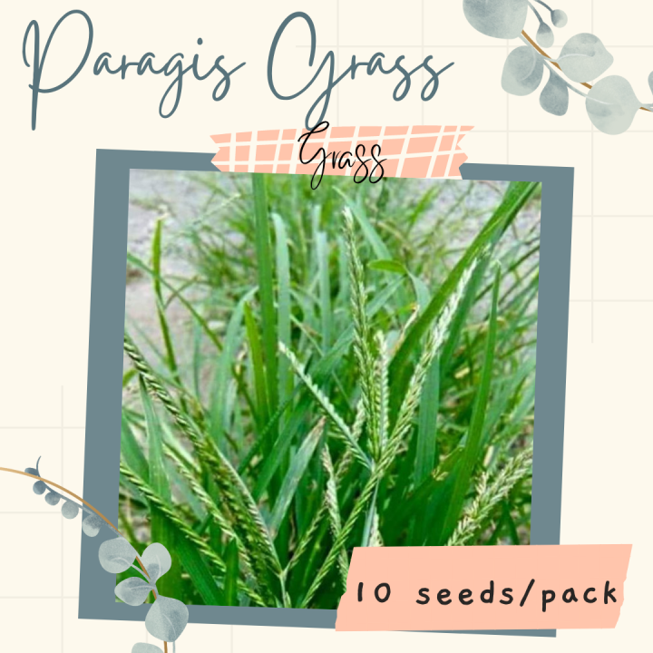 Paragis Goose Grass Seeds for Planting (10 seeds) GRASS | Lazada PH