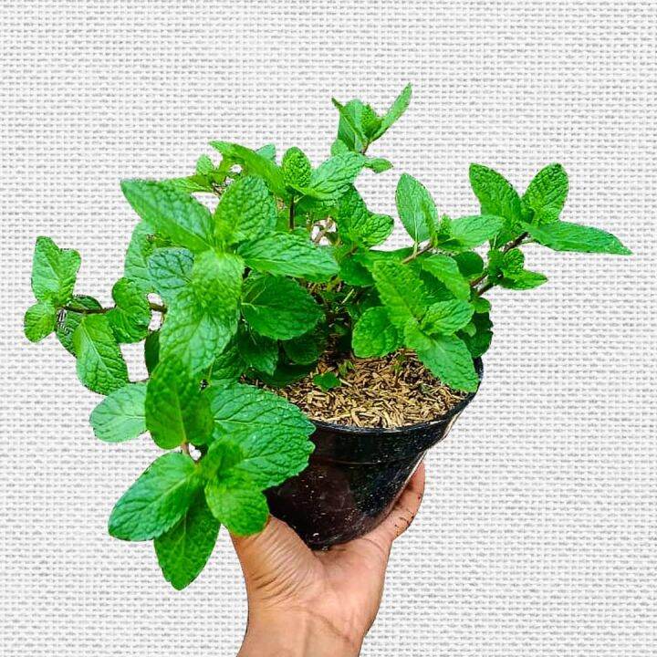 tanaman herbal Mint tanaman herbal obat obatan Daun Mint bibit tanaman Mint tanaman obat ...