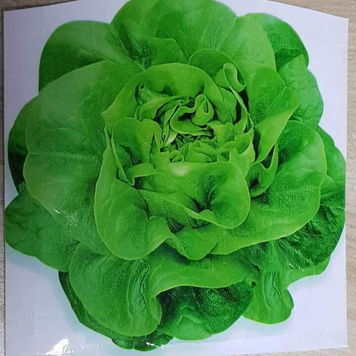 Buy Three Get Five (Not Plants)Butter head / butterhead lettuce seeds ...